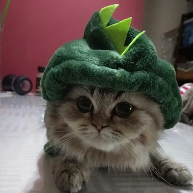 Забавен динозавър Костюм за котка за домашни любимци Хелоуин Котешки