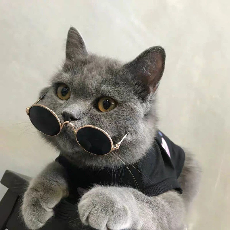 Badu.bg Слънчеви очила за домашни любимци Очила за котка Куче Очила с противоплъзгащ колан ...