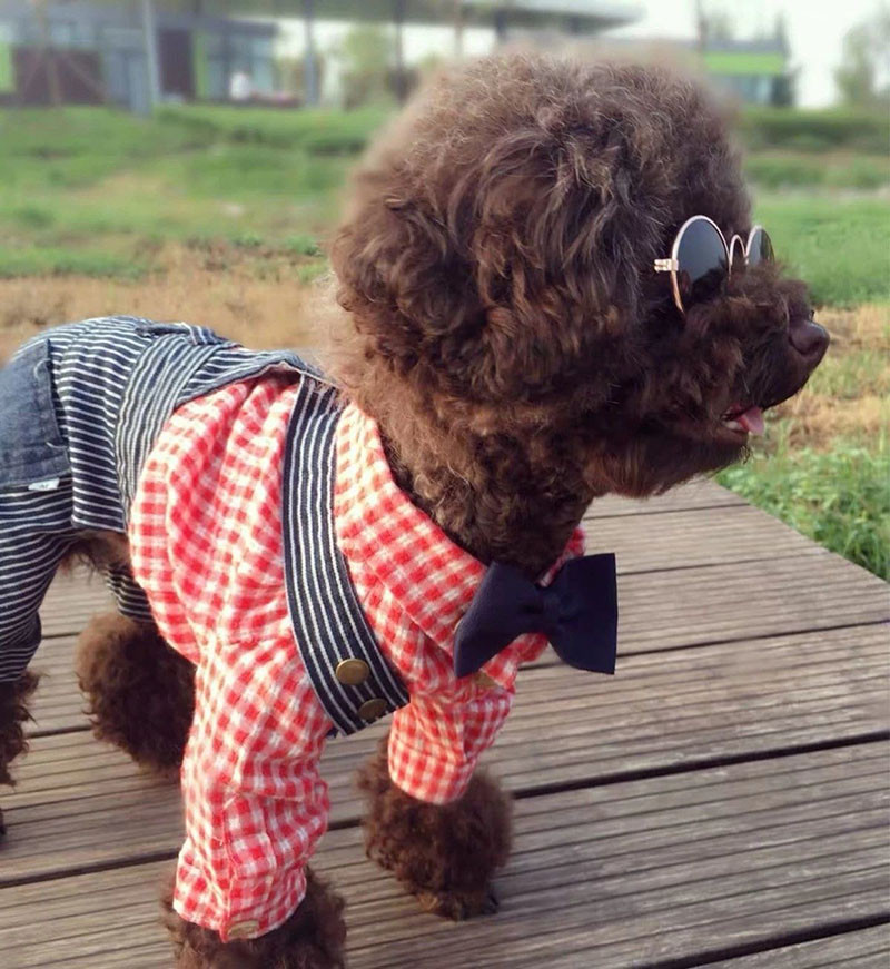 Слънчеви очила за домашни любимци Очила за котка Куче Очила с противоплъзгащ колан Прекрасно ...